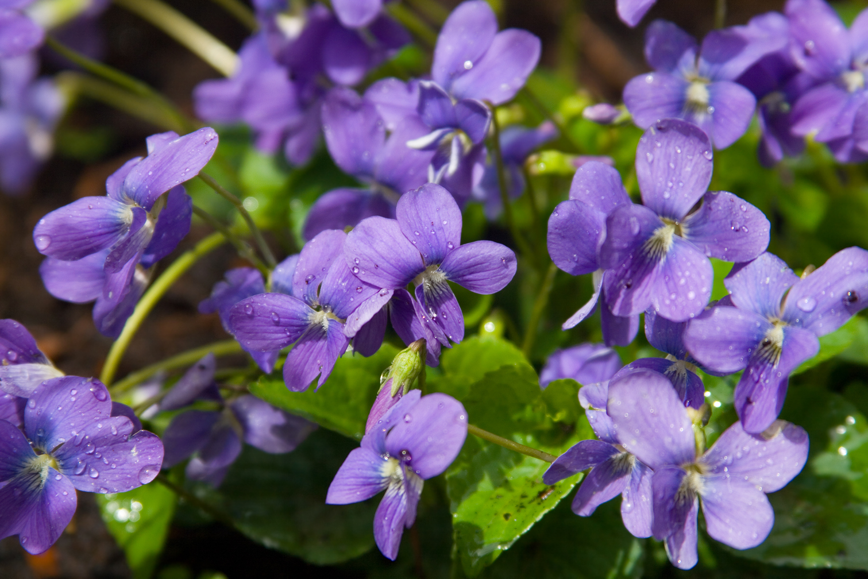 Dans notre jardin médicinal : la Mauve | Soigner par les plantes
