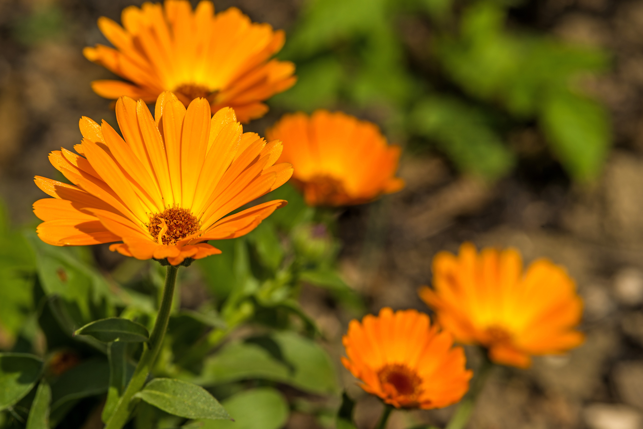 Mon jardin médicinal: Le Souci | Soigner par les plantes